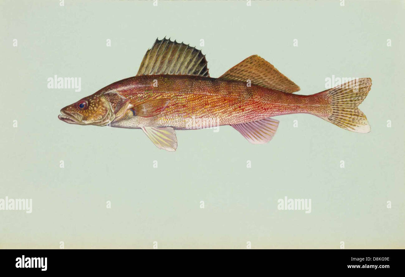 A walleye fish (Stizostedion canadense), known for its sharp teeth and ...