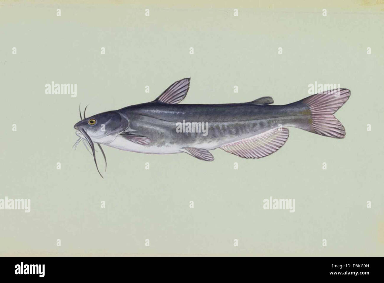 White catfish fish amereiurus catus Stock Photo - Alamy