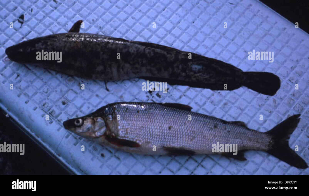 A group of white humpback fish swimming in clear water. The species is ...