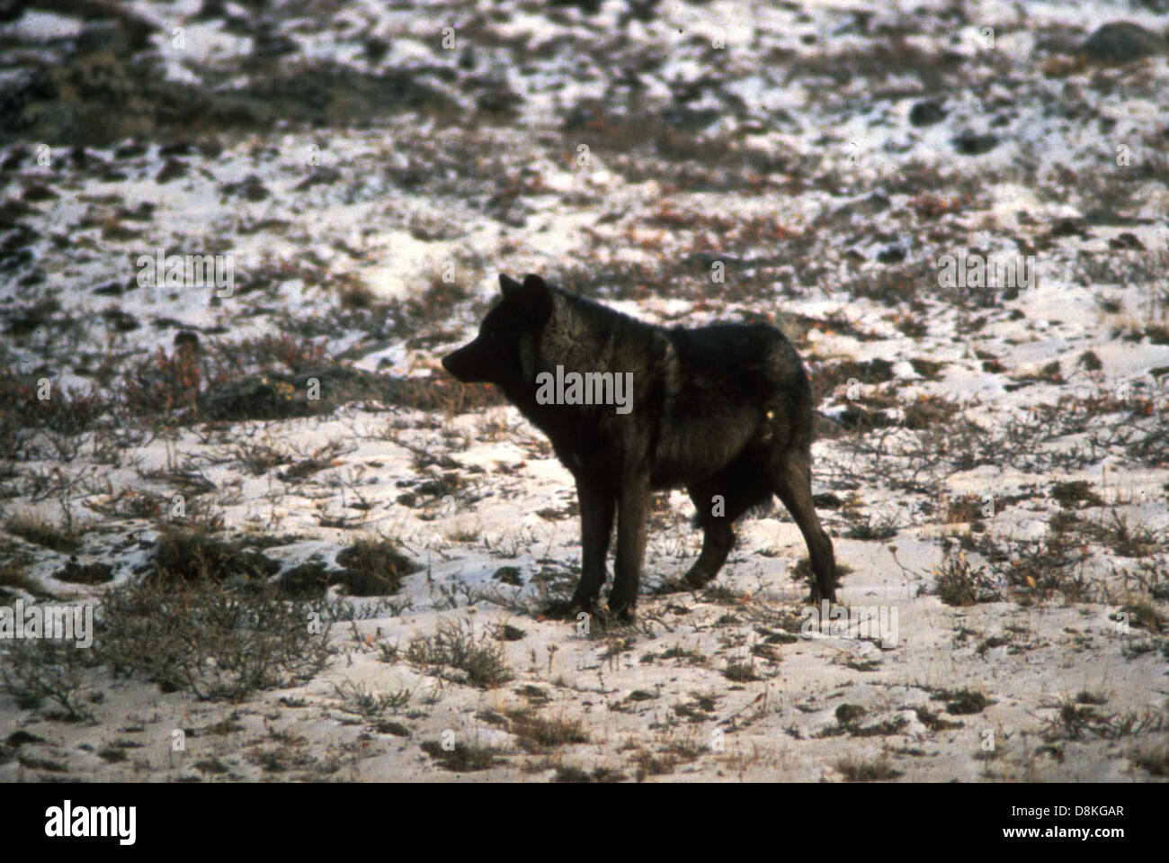 Wild black wolf animal melanistic color variant of grey wolf canis ...
