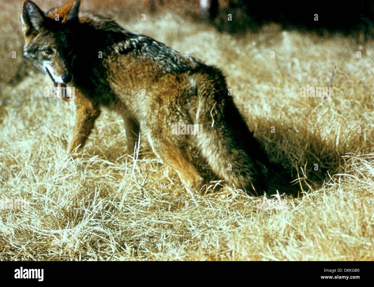 A wild coyote seen in its natural habitat. The coyote is captured in a ...