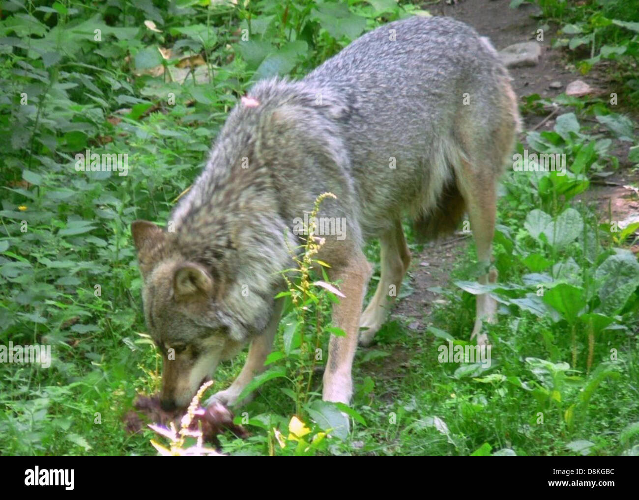 A wolf eating its prey, demonstrating the carnivorous behavior of this ...
