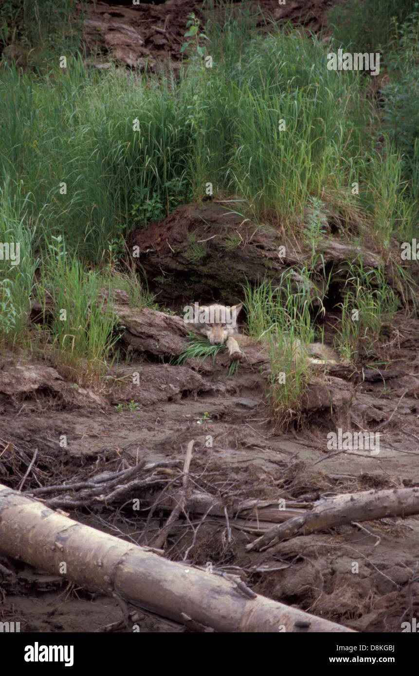 Wolf lair hi-res stock photography and images - Alamy