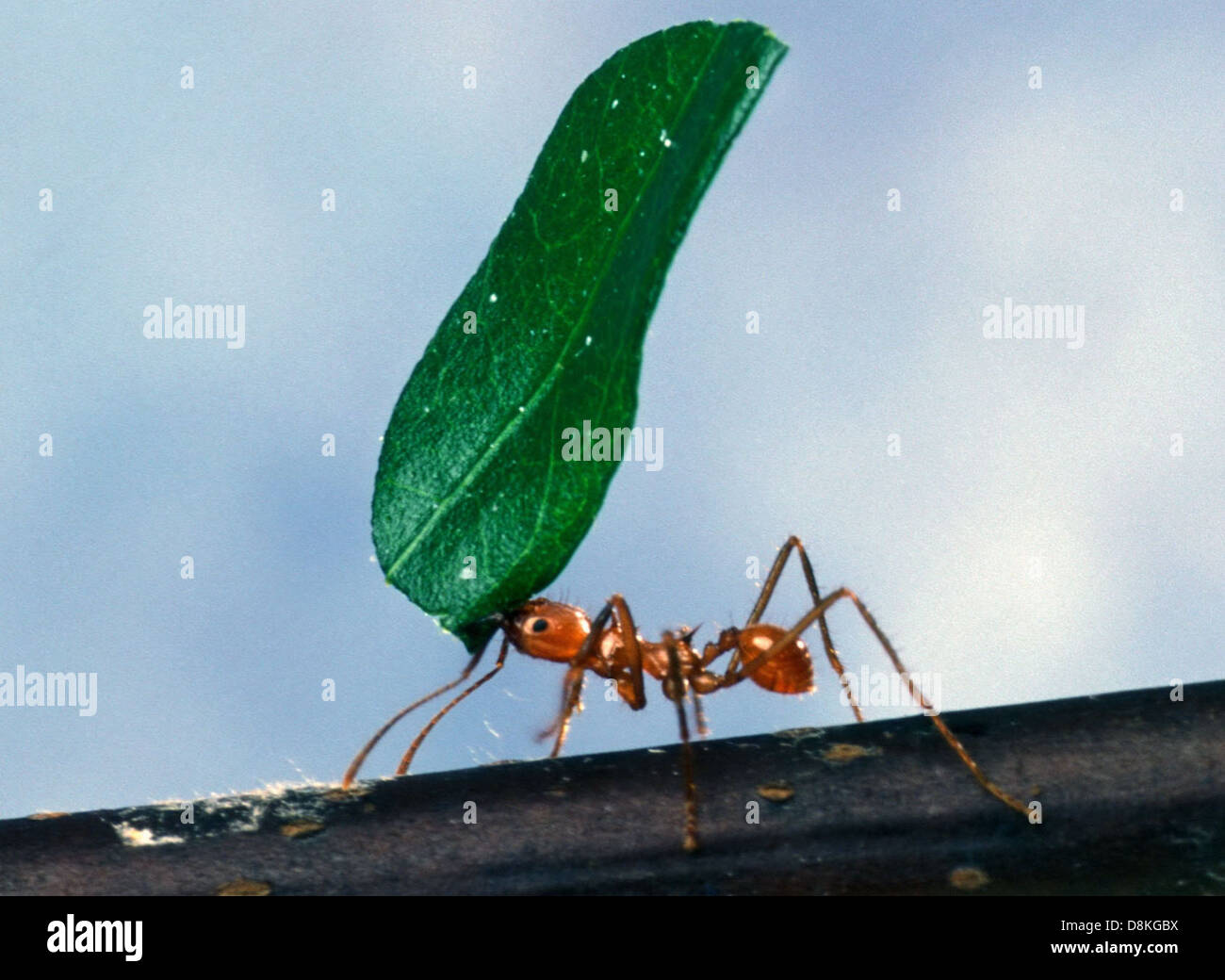 A worker ant is captured carrying a leaf, showcasing its strength and ...