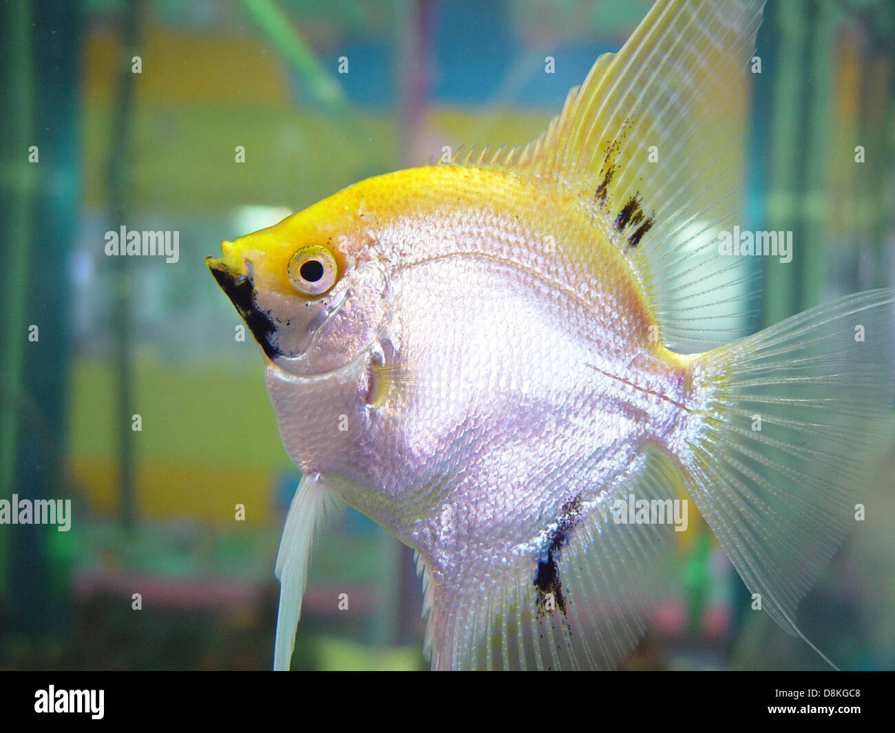 A yellow and silver fish is seen swimming, with its vibrant colors ...