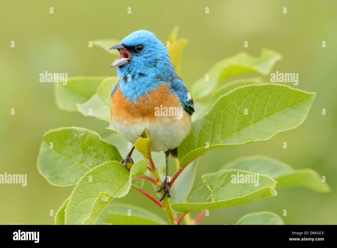 A male lazuli bunting (Passerina amen) belts out a song for any nearby ...