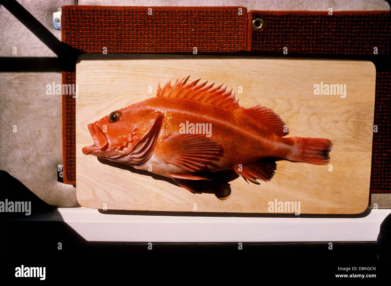 Yellow rockfish on table Stock Photo - Alamy