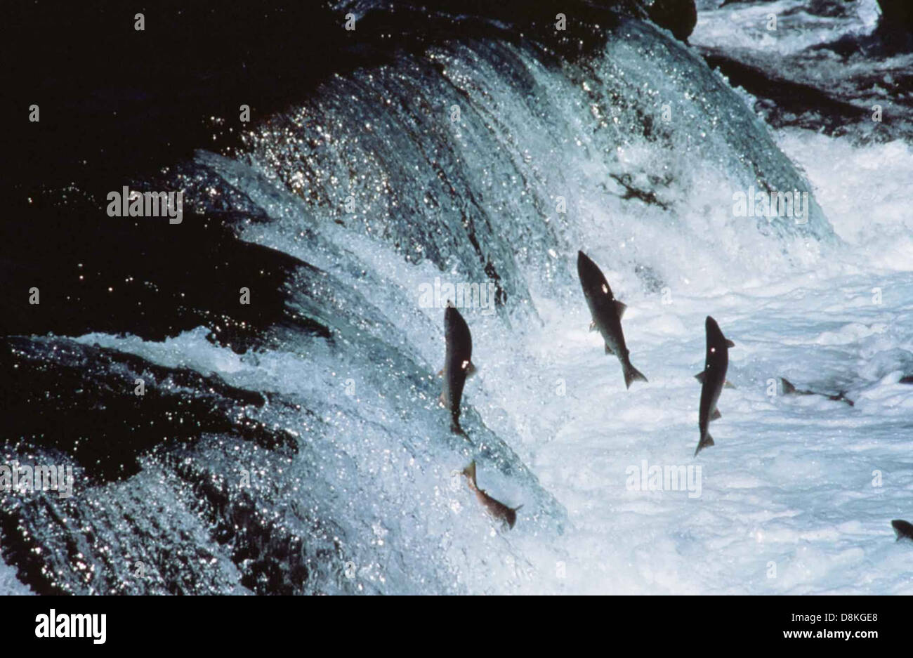 An adult sockeye salmon struggles against the current of a waterfall on ...
