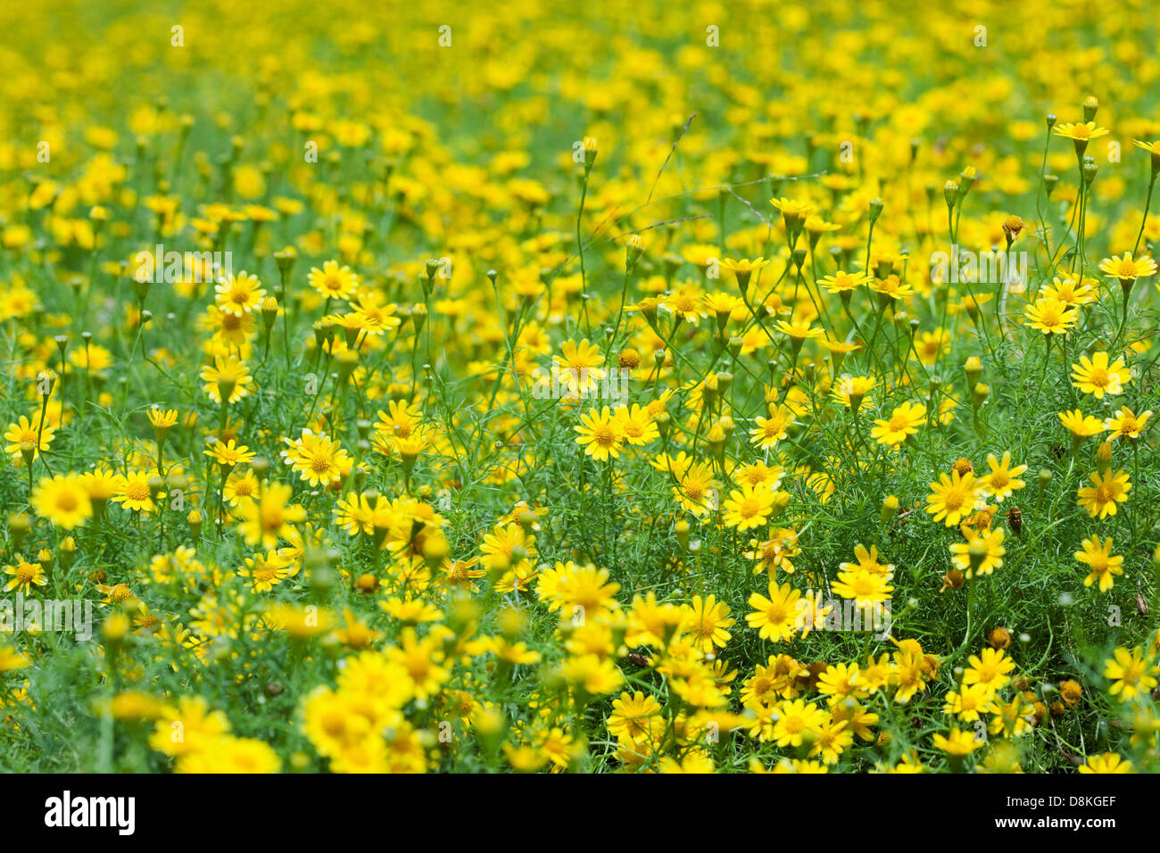 Little yellow flowers in the field Stock Photo - Alamy