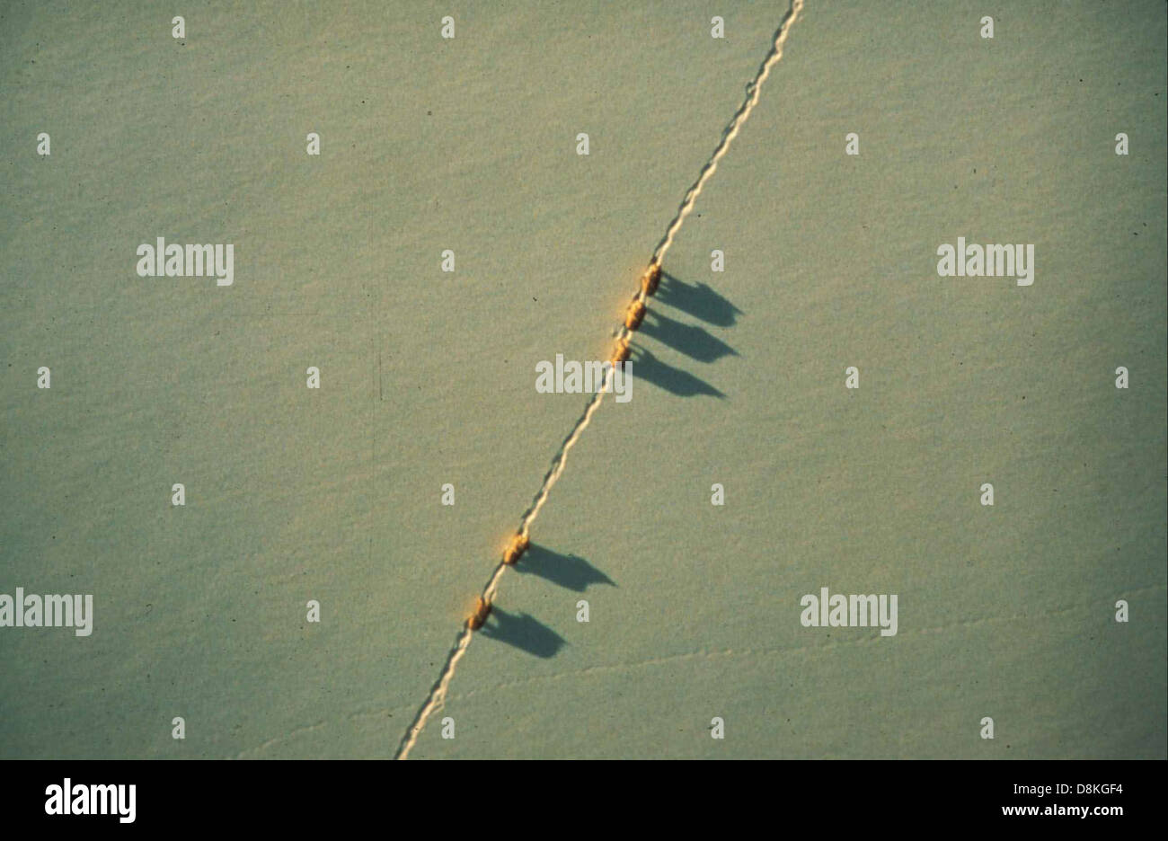 An aerial image captures a pack of Arctic wolves moving across a snowy ...