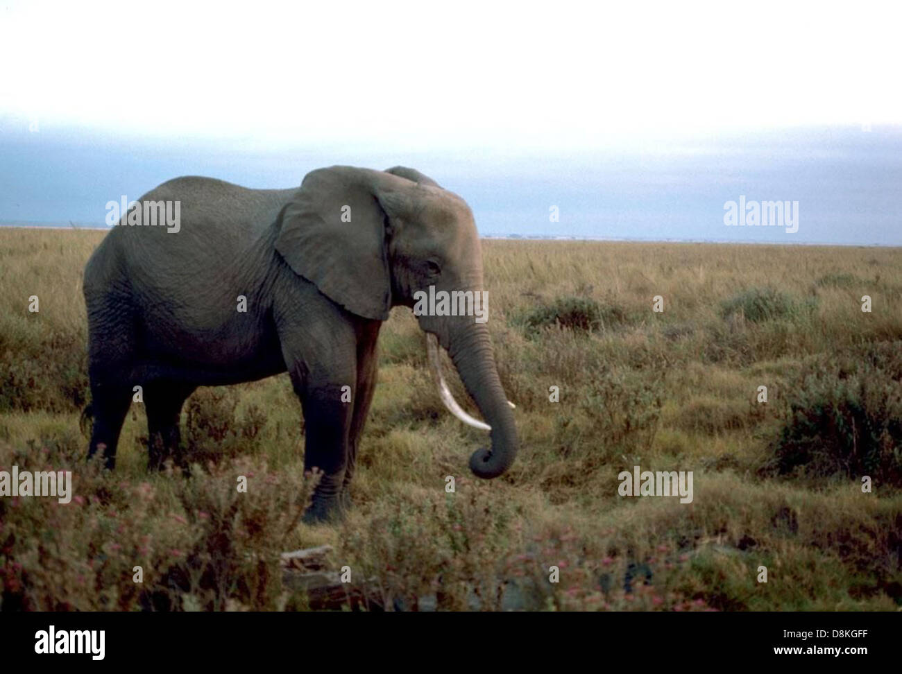 African elephant male Stock Photo - Alamy