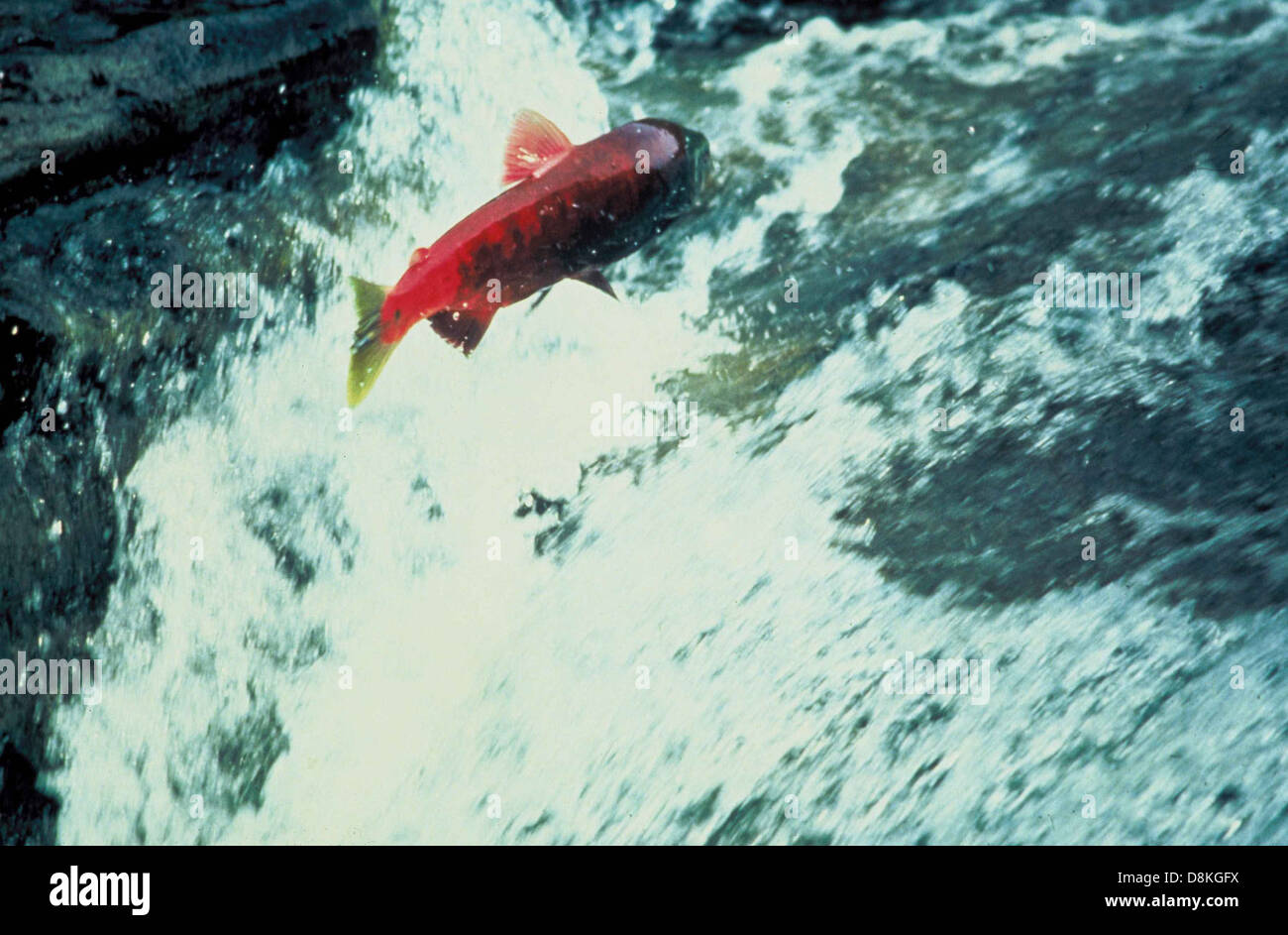 An Alaska salmon leaping from the water during its migration. This ...