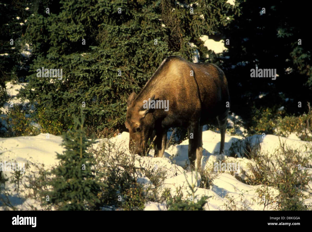 Alces alces moose animal Stock Photo - Alamy