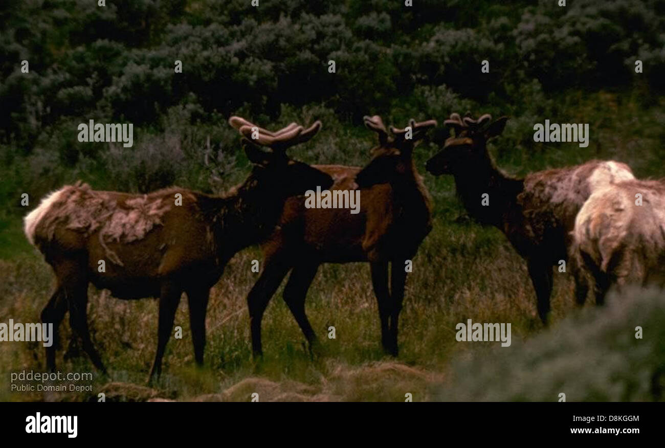 American mountain deer Stock Photo - Alamy