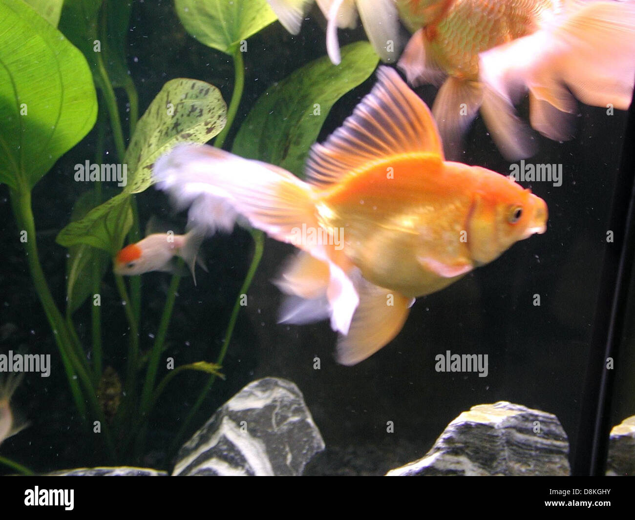Aquarium fish gold fish Stock Photo - Alamy