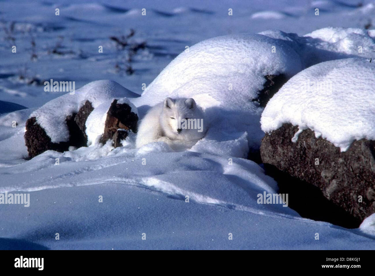 Curled up arctic fox in hi-res stock photography and images - Alamy