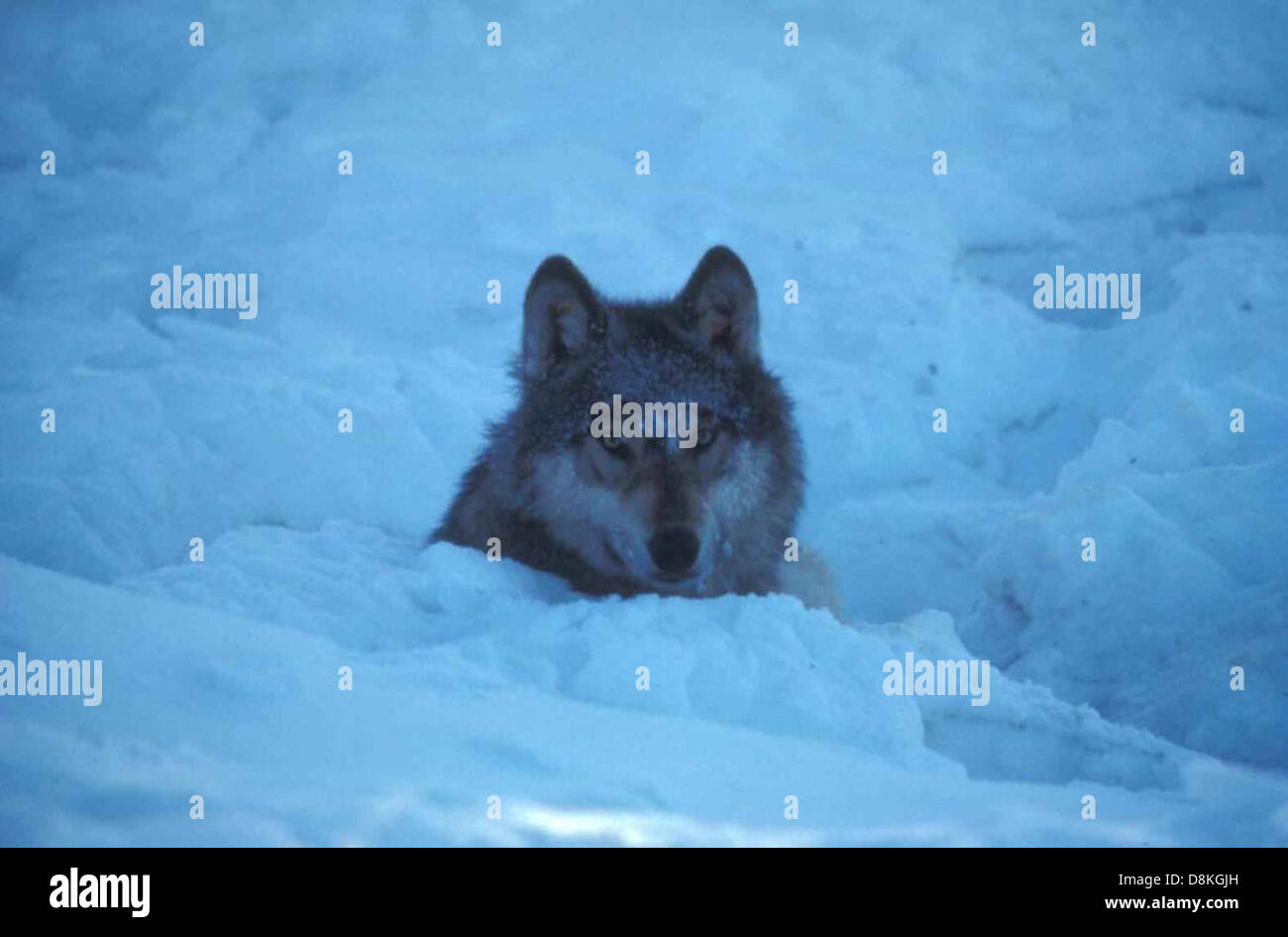 Arctic wolf canis lupus family hi-res stock photography and images - Alamy