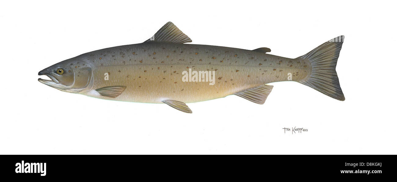 Salmon importance to environment hi-res stock photography and images ...