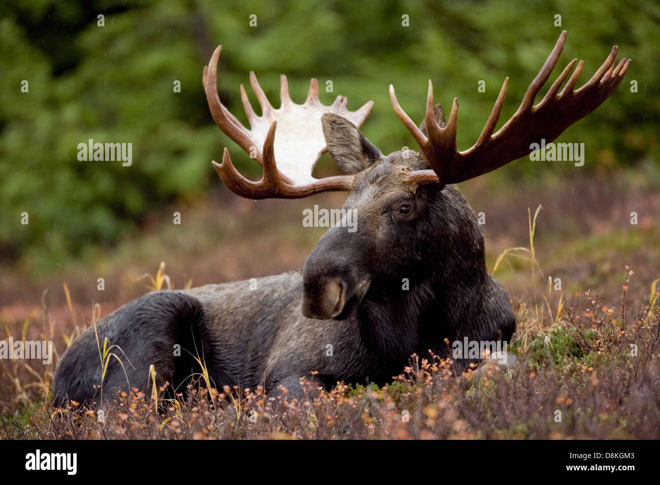 A bull moose animal mammal Stock Photo - Alamy