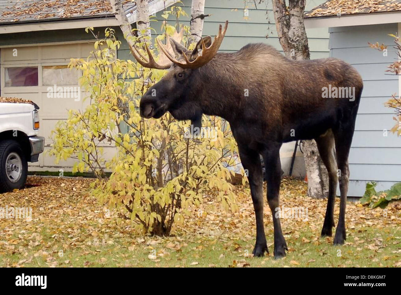 A majestic bull moose standing beneath a birch tree in a forested area ...