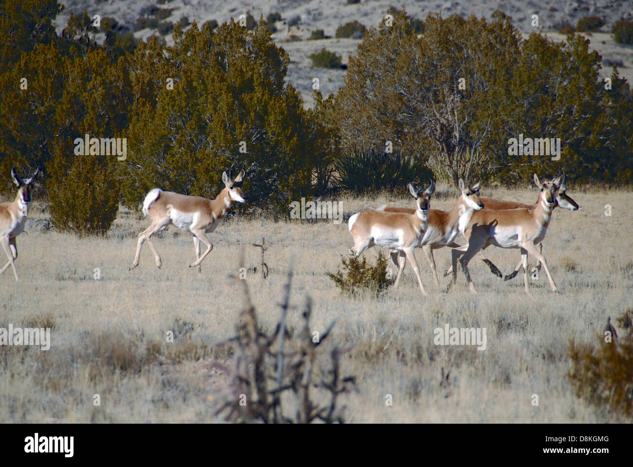 Pronghorn known antilocapra americana hi-res stock photography and ...