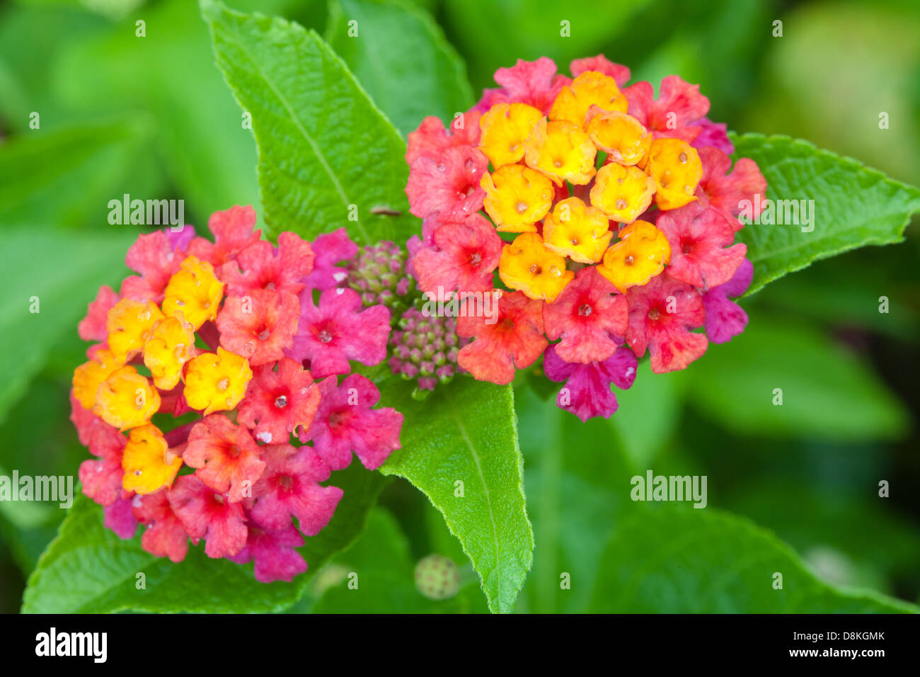 Small, colorful flowers on a background Stock Photo - Alamy
