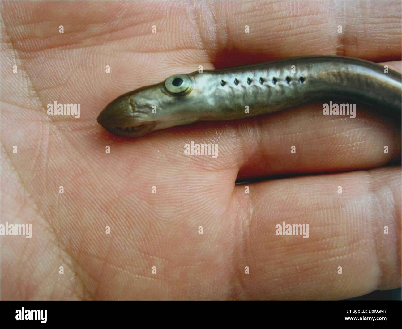 A juvenile Pacific lamprey (Macrophthalmia) swims in freshwater ...