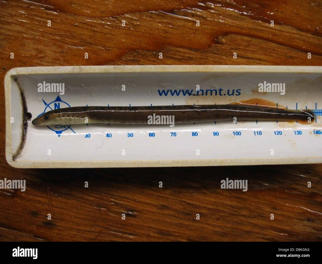 A lamprey being carefully measured in a scientific setting. The photo ...