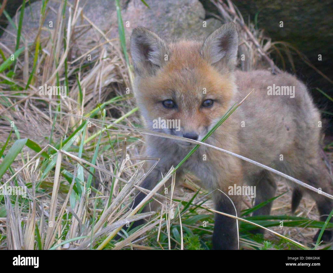 Baby red fox vulpes vulpes Stock Photo - Alamy