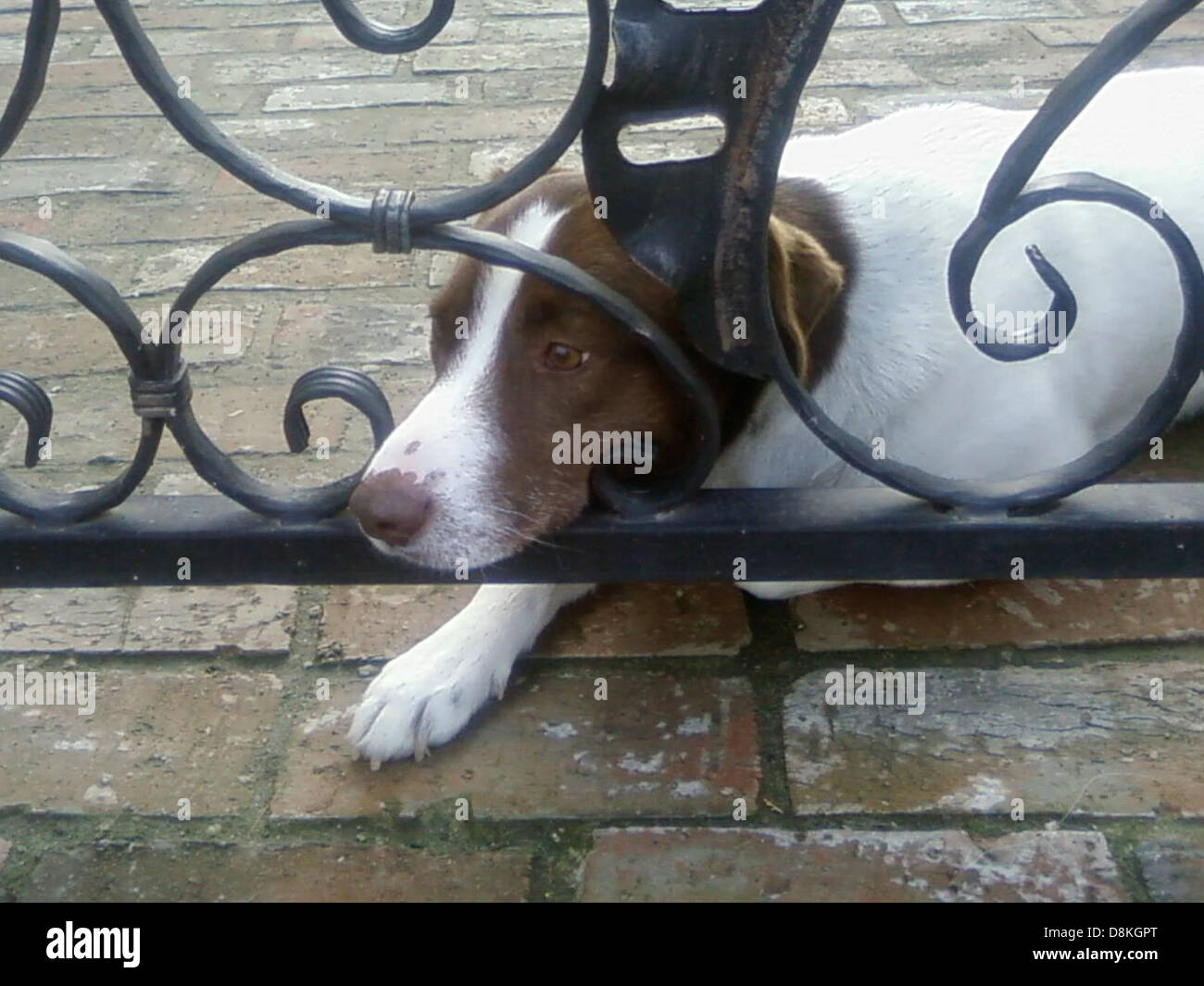 A beautiful dog is posed on a brick surface, with its fur looking ...