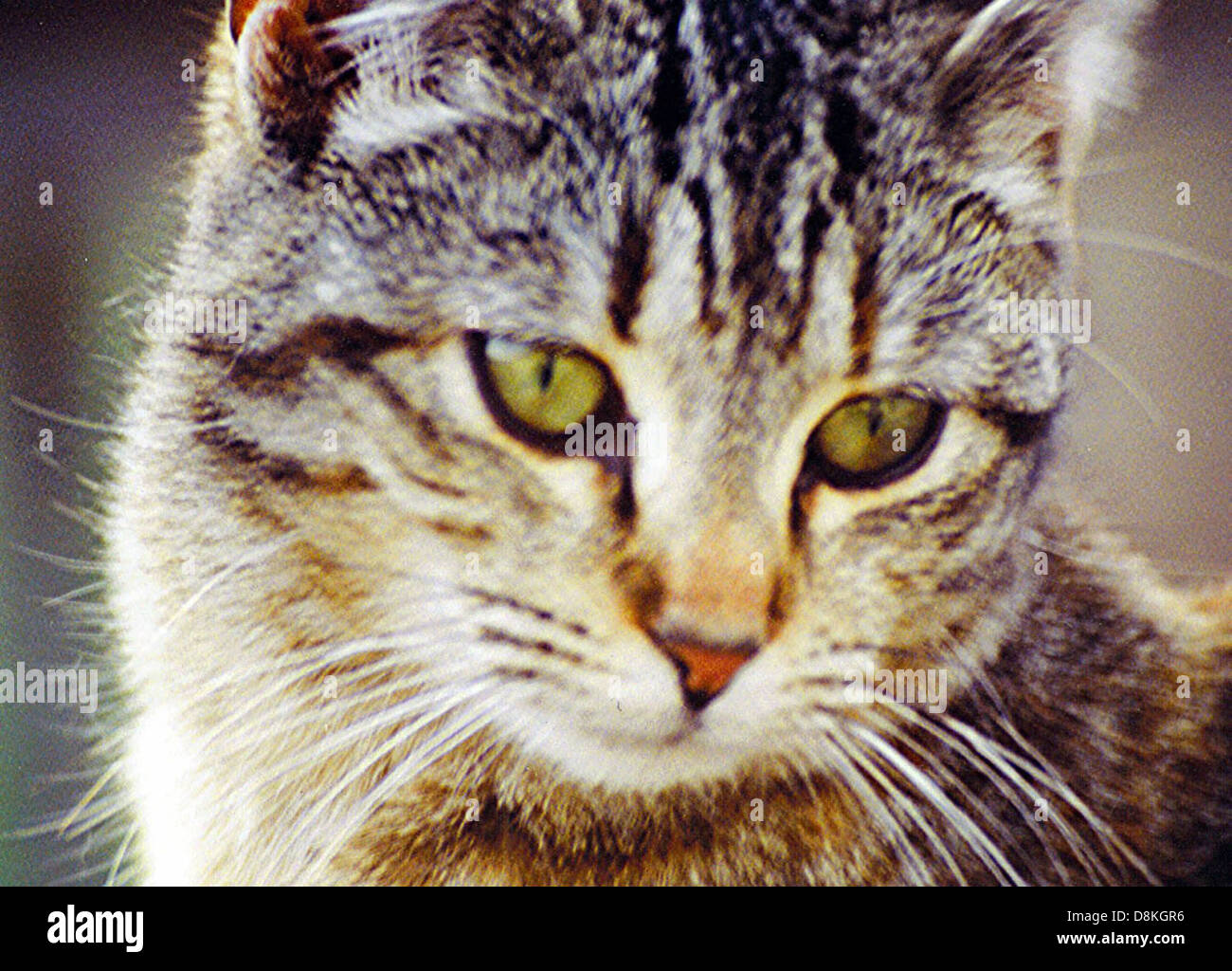 Bernice cat detailed face Stock Photo - Alamy
