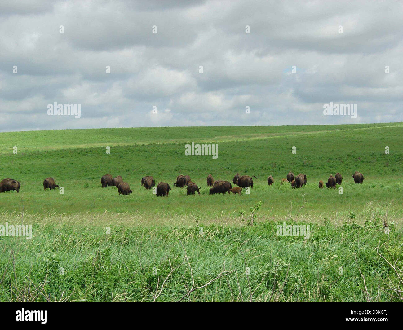 A herd of bison grazing on a grassy plain. Bison are large herbivores ...