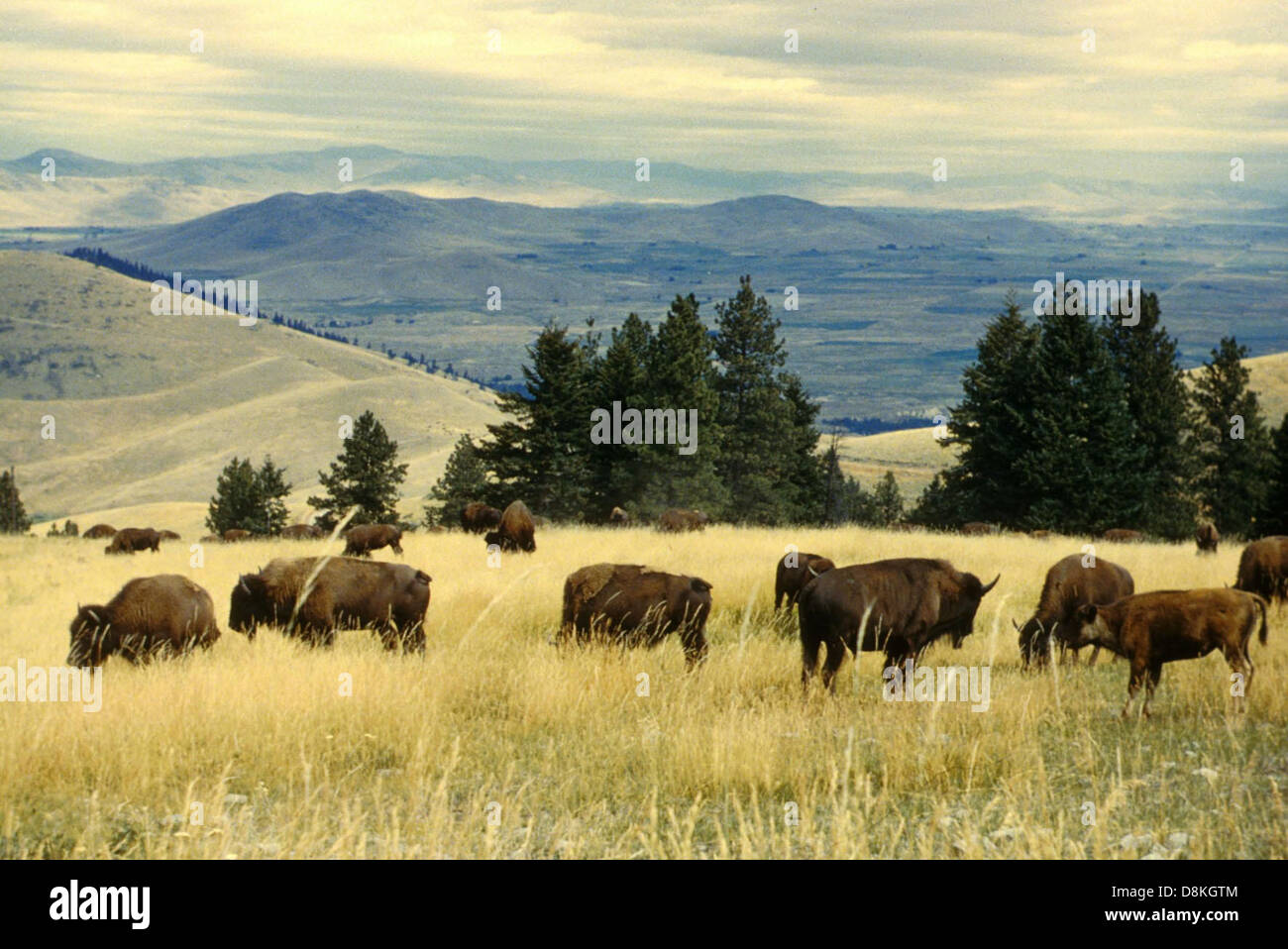 A herd of bison grazes peacefully at the National Bison Range. The ...