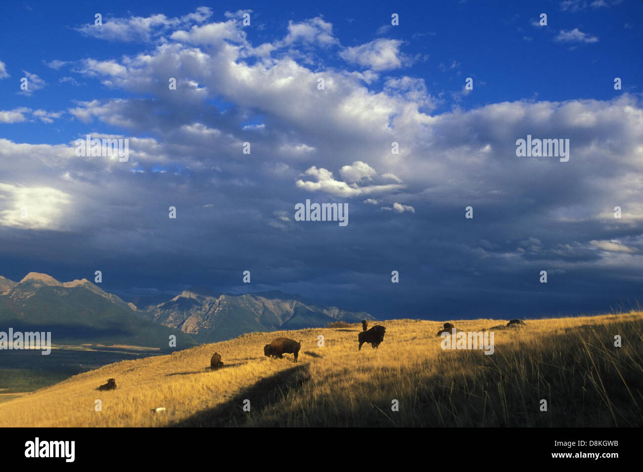A herd of bison grazing on an open range, typically found in North ...