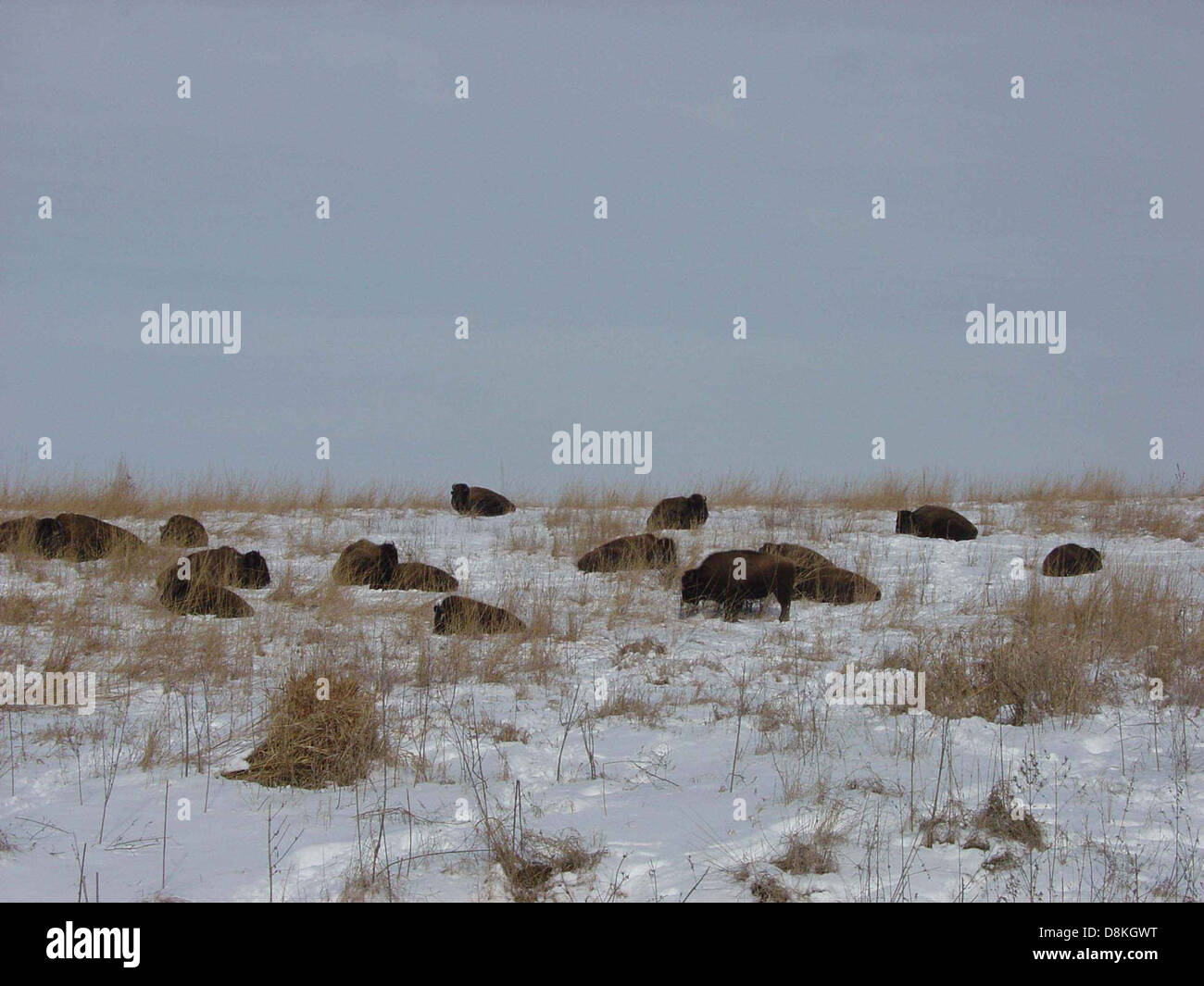 A bison resting on a snowy hillside, its large form blending with the ...