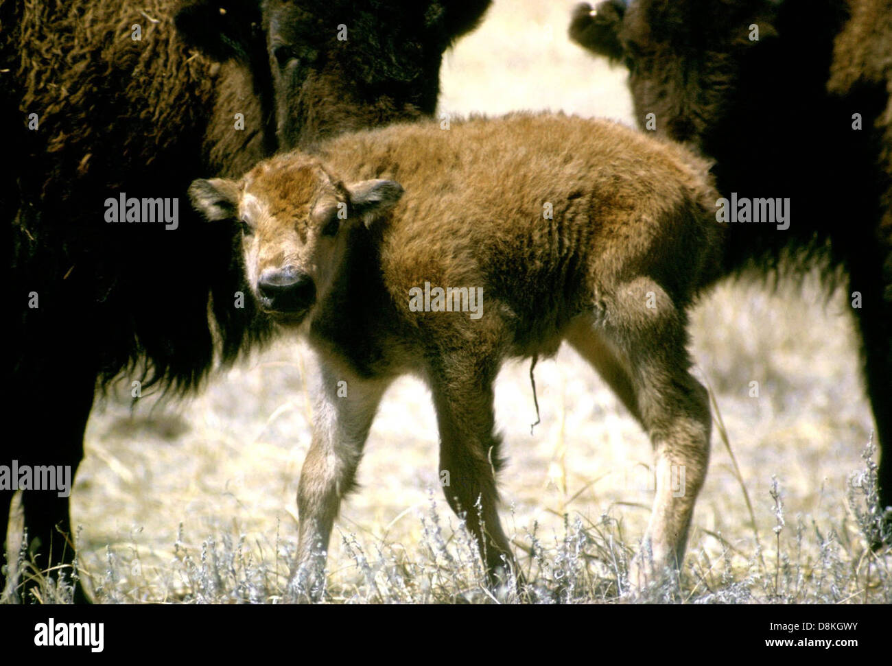 American bisons grassland hi-res stock photography and images - Alamy