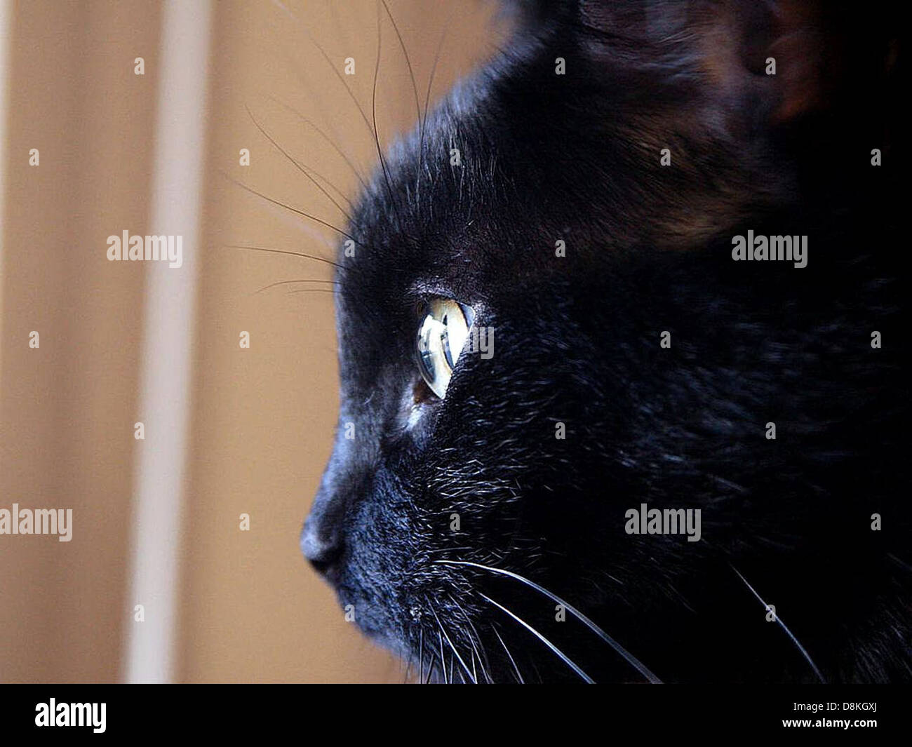 A black cat with a sleek, shiny coat stands poised in a neutral ...