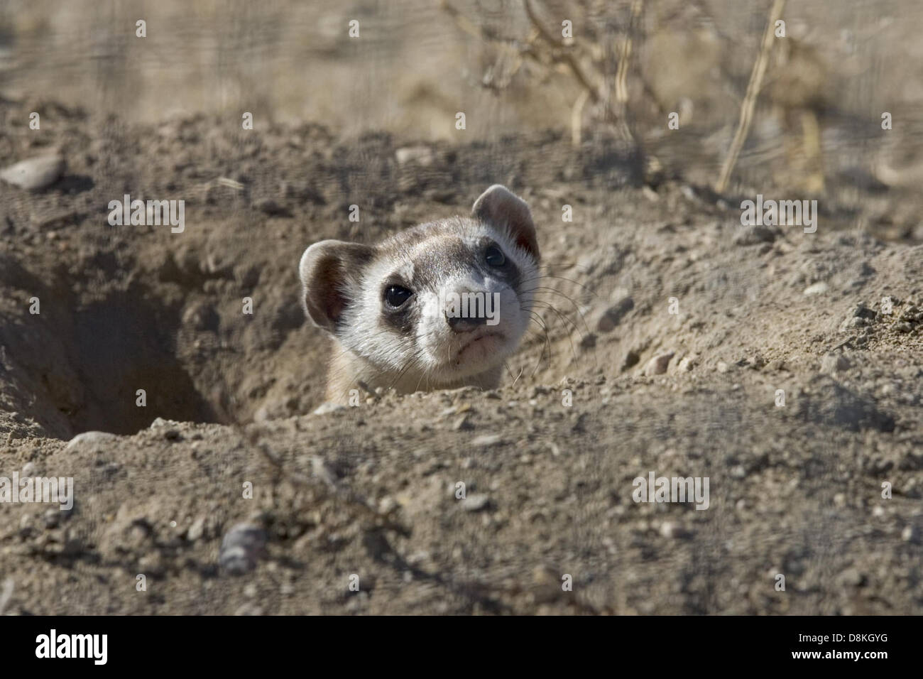 Close-up of a Black-footed Ferret's head, showcasing its distinct ...