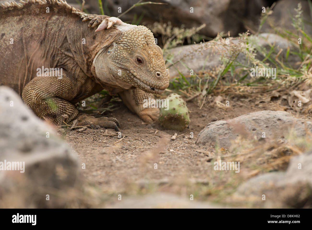 Stock photo of a Santa Fe land iguana eating the fruit of a prickly ...