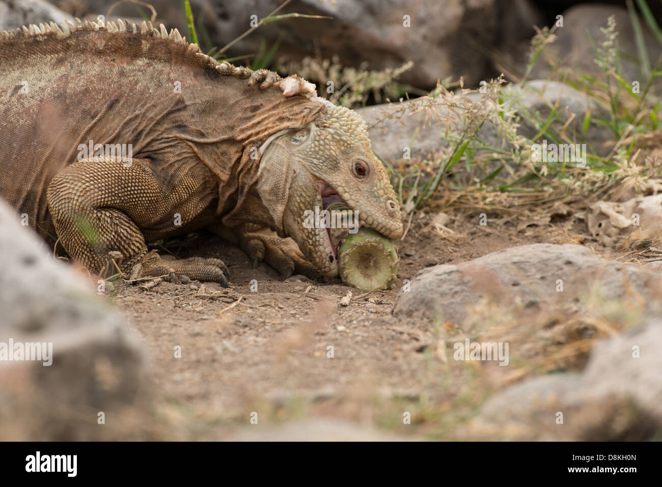 Stock photo of a Santa Fe land iguana eating the fruit of a prickly ...