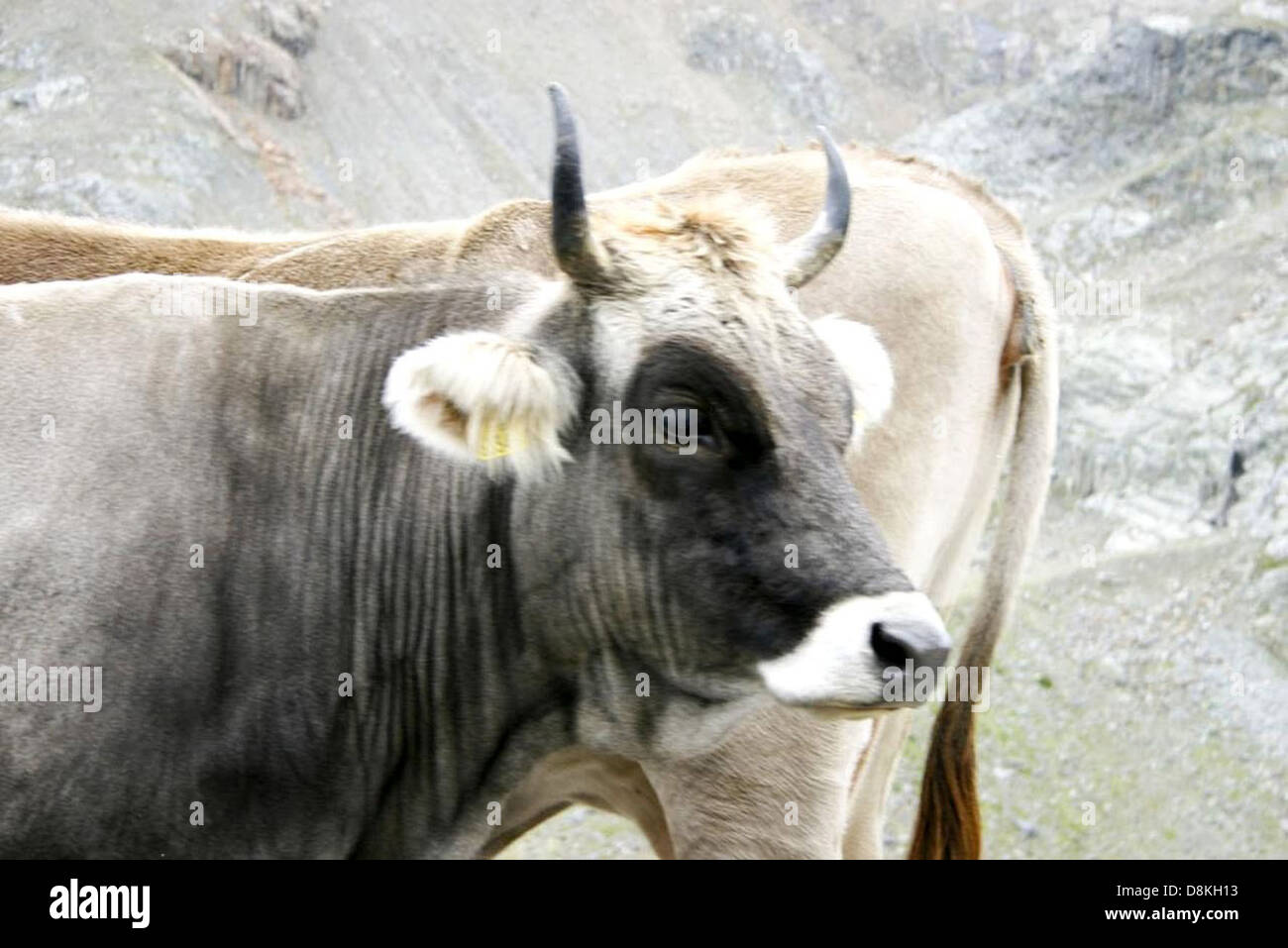 A close-up of a bovine animal, possibly a cow or bull, in a rural farm ...