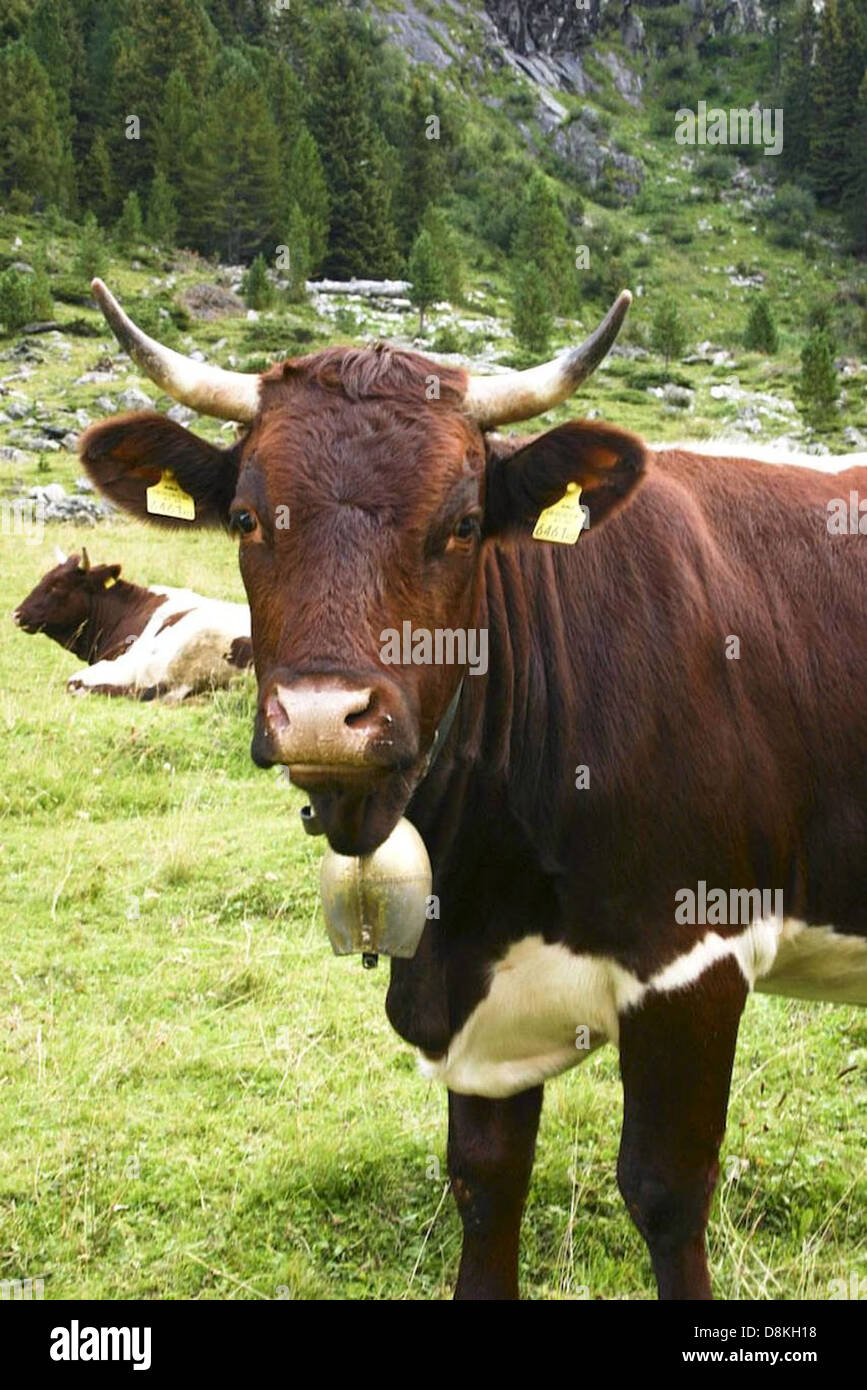 Bovine animal in field Stock Photo - Alamy