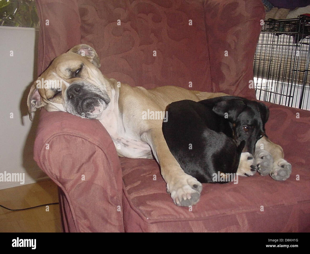 Boxer and dachshund asleep in a chair Stock Photo - Alamy