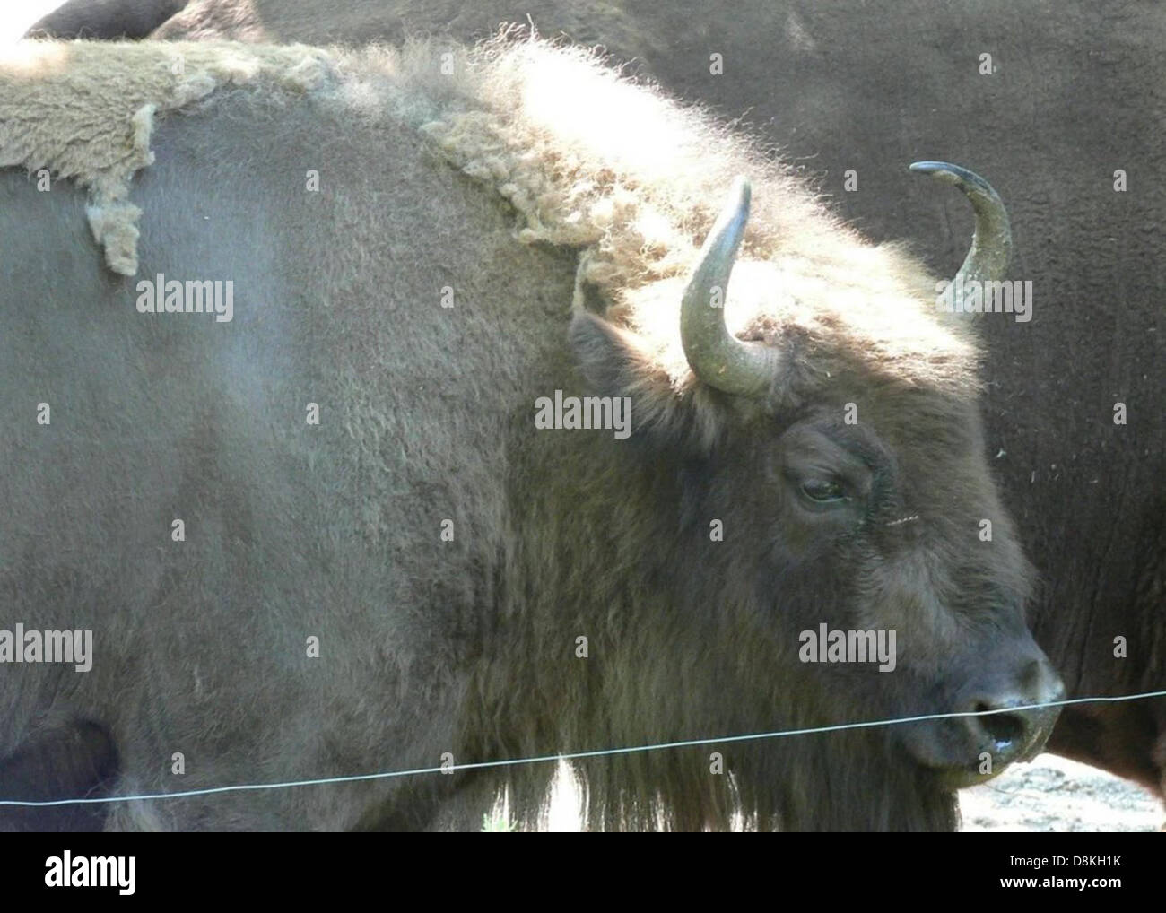 A close-up of a buffalo, a large herbivorous mammal native to North ...