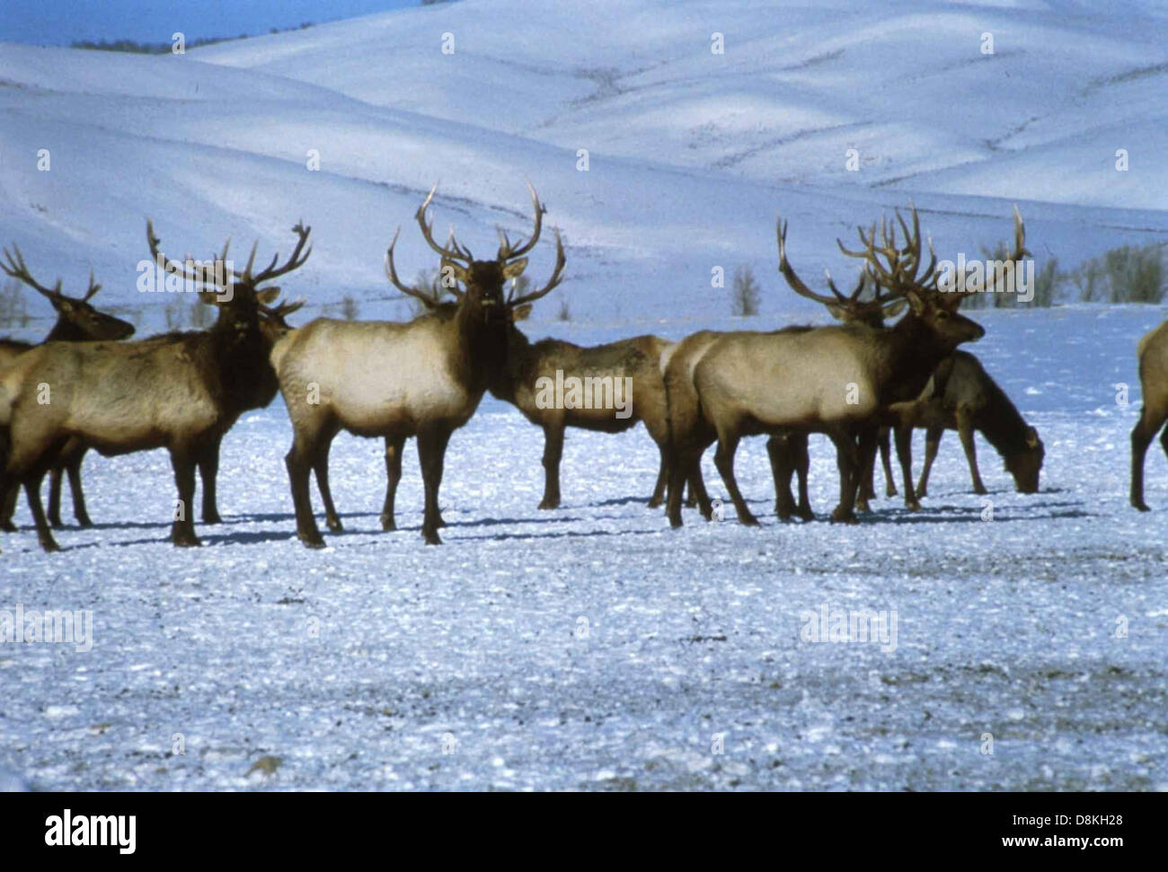 This image shows a group of bull elk in a snowy landscape. The elk ...