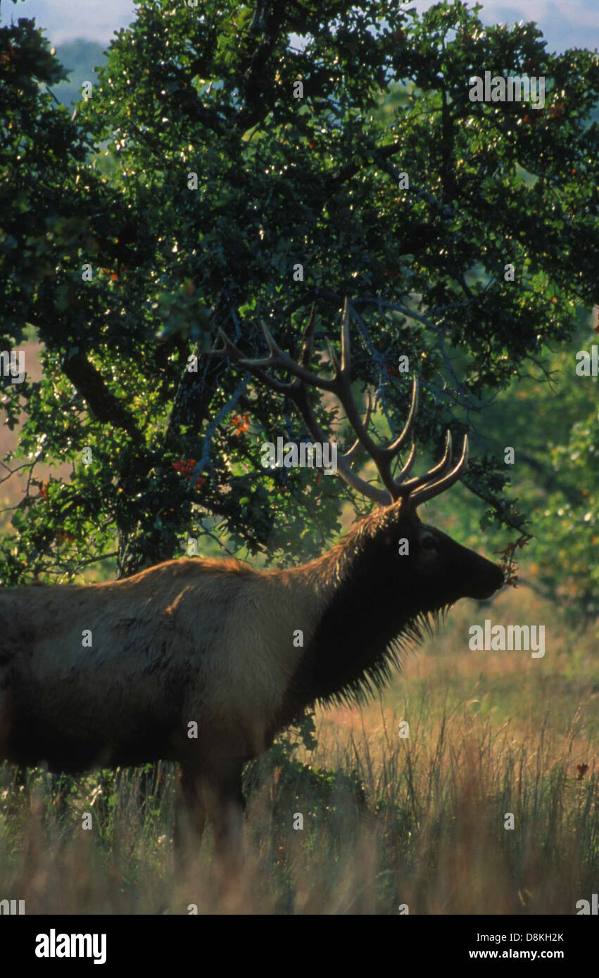 Bull elk in a forested area on the wichita mountains wildlife refuge Stock Photo - Alamy