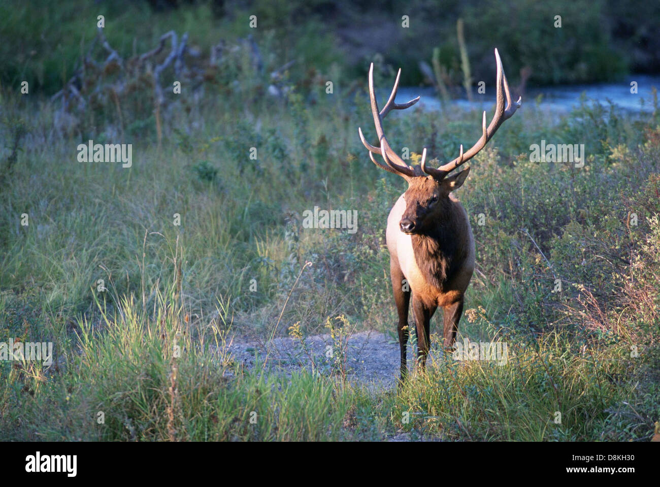 A bull elk is seen standing in a meadow in Montana, its majestic ...