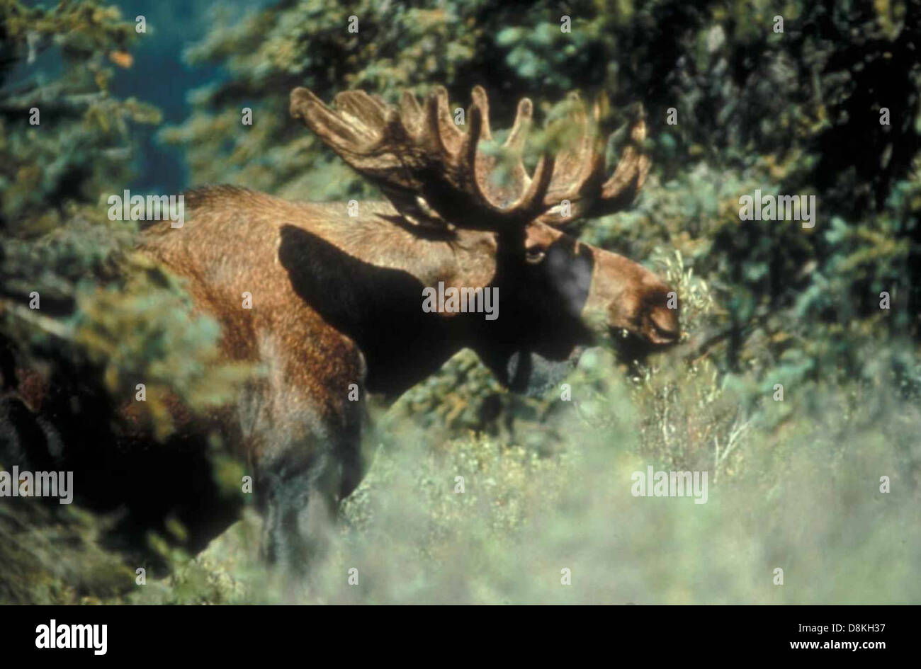 Moose standing amidst forest hi-res stock photography and images - Alamy
