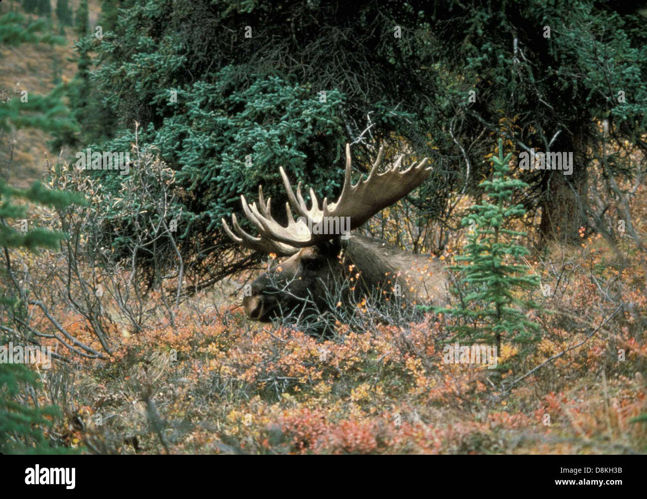 Bull moose foraging on hi-res stock photography and images - Alamy