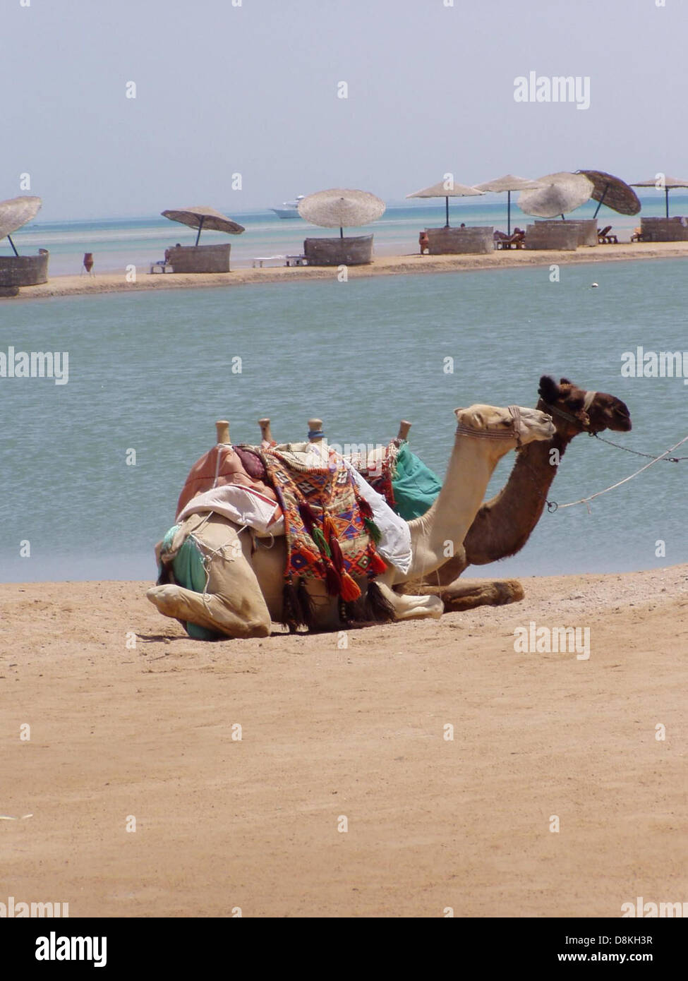 Water camel well hi-res stock photography and images - Alamy